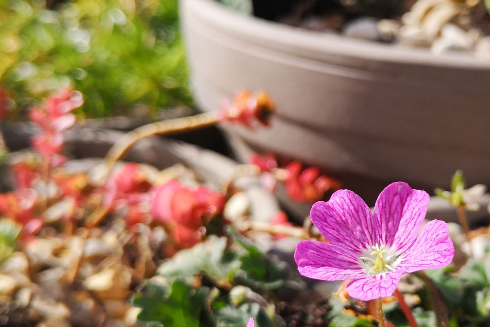 Farr Gardens – Design • Landscape • Maintain